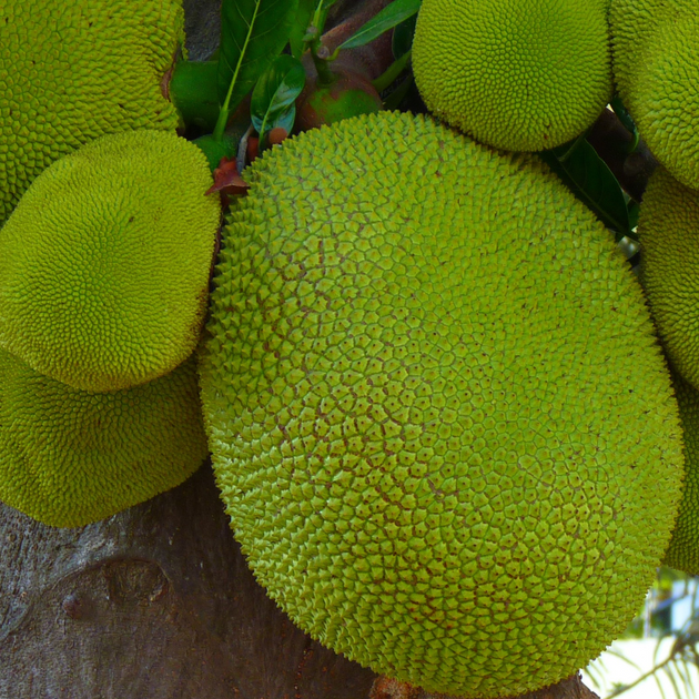 Green Jackfruit (Young Jackfruit For Cooking)***Pre Order ...