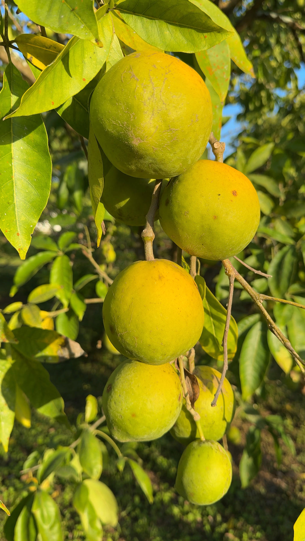 Fruit Selection – iHeartFruitBox