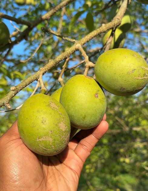 Zapote Blanco **PRE-ORDEN** – iHeartFruitBox