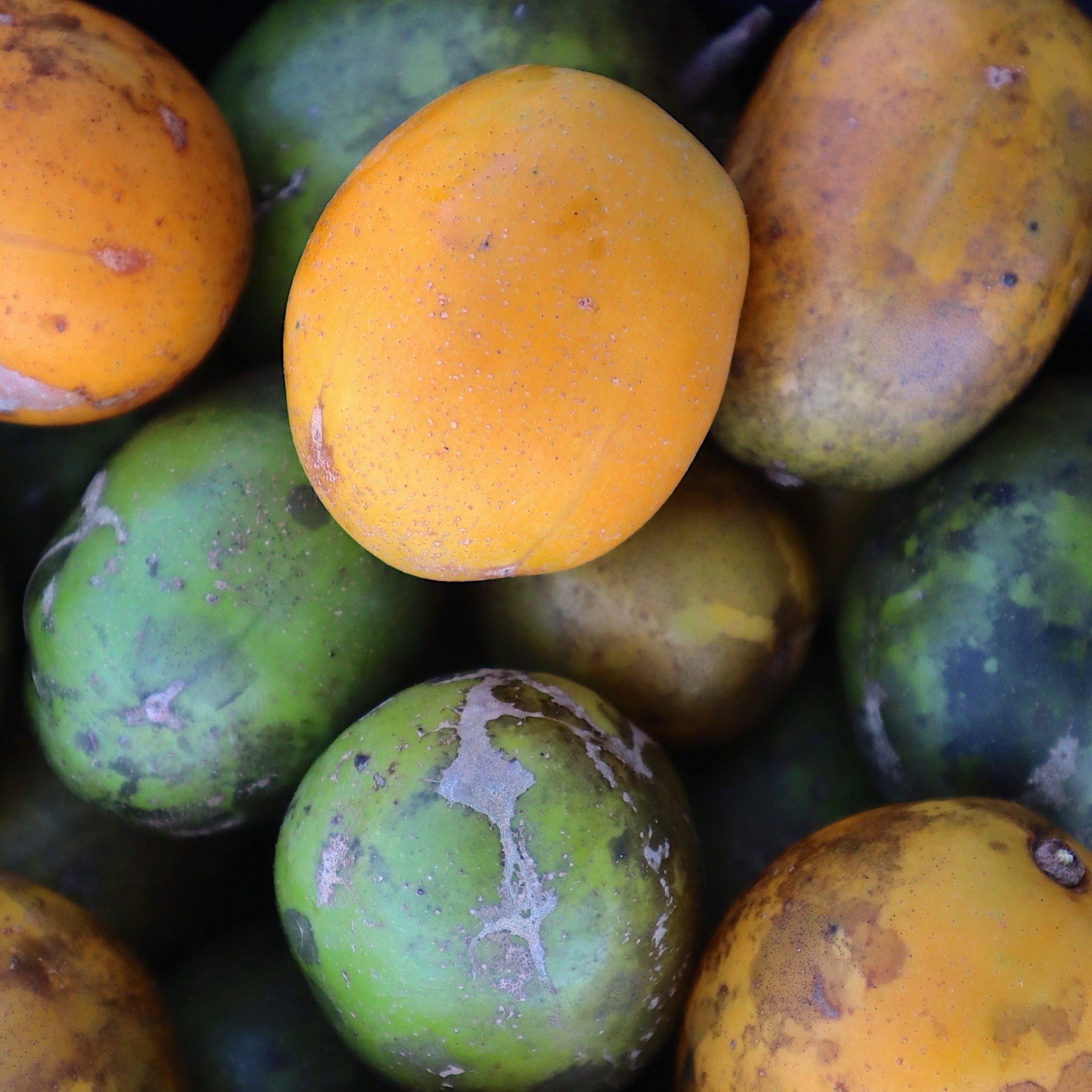 June Plum – iHeartFruitBox